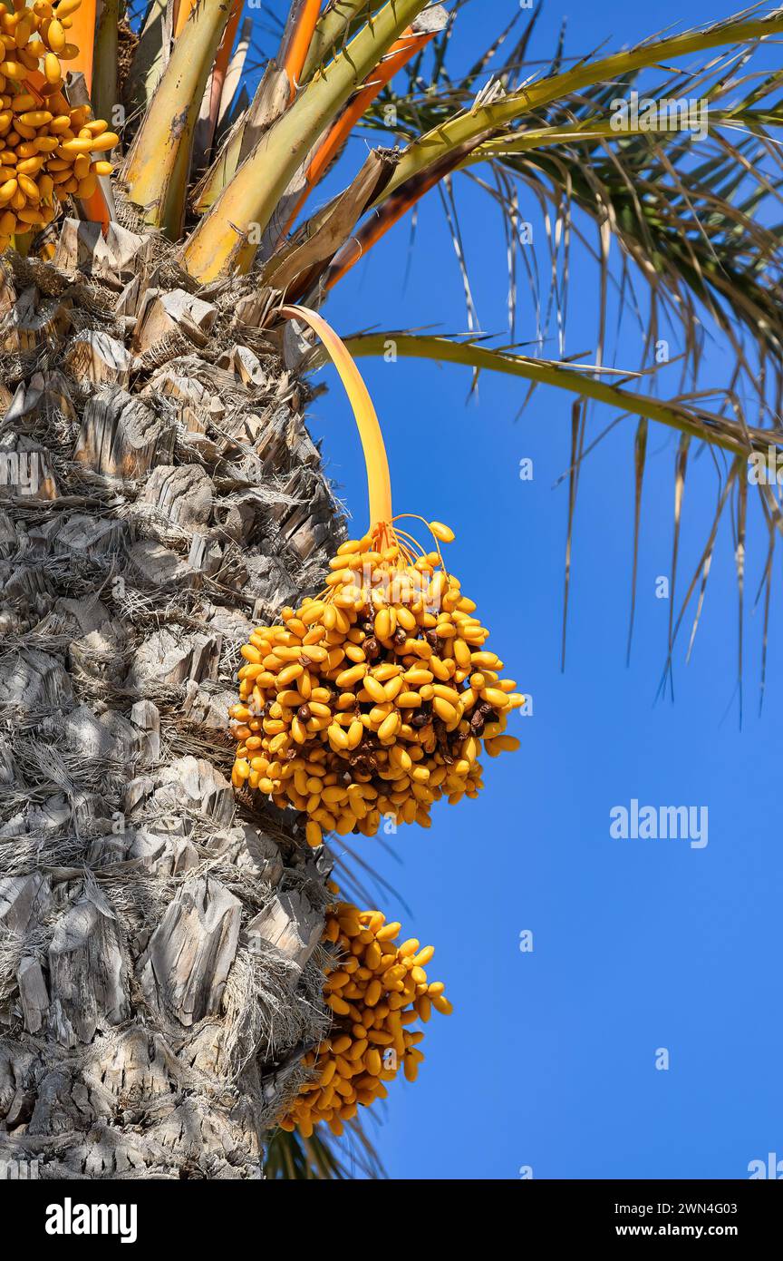 Fruit bunch in a palm, detail Stock Photo - Alamy