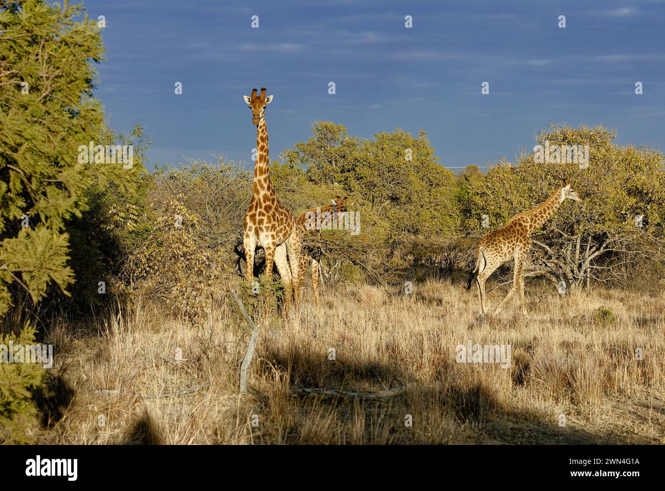 Three South African Giraffe in the bushveld. One looking quizzically at ...