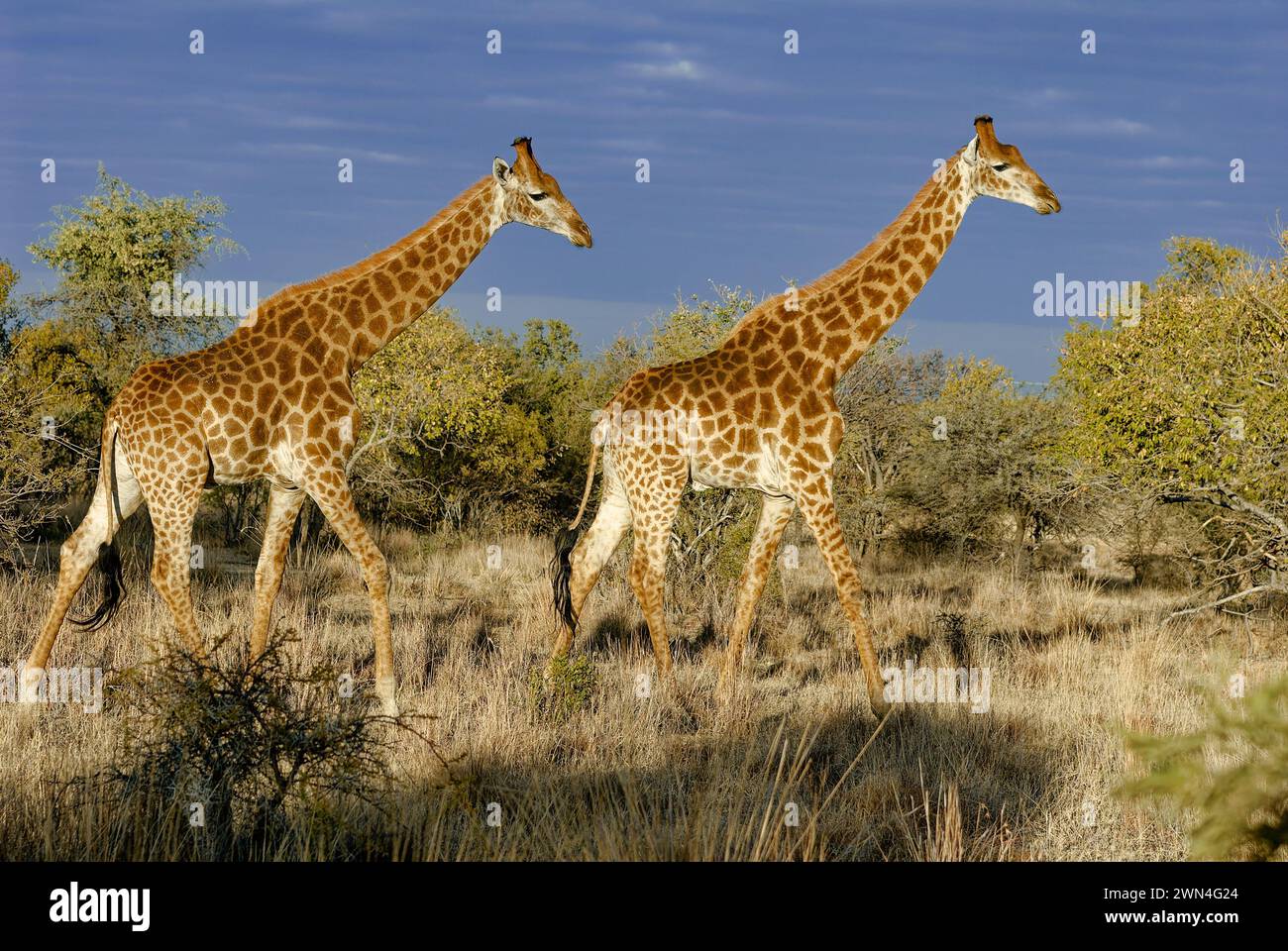 Symmetrical giraffe hi-res stock photography and images - Alamy