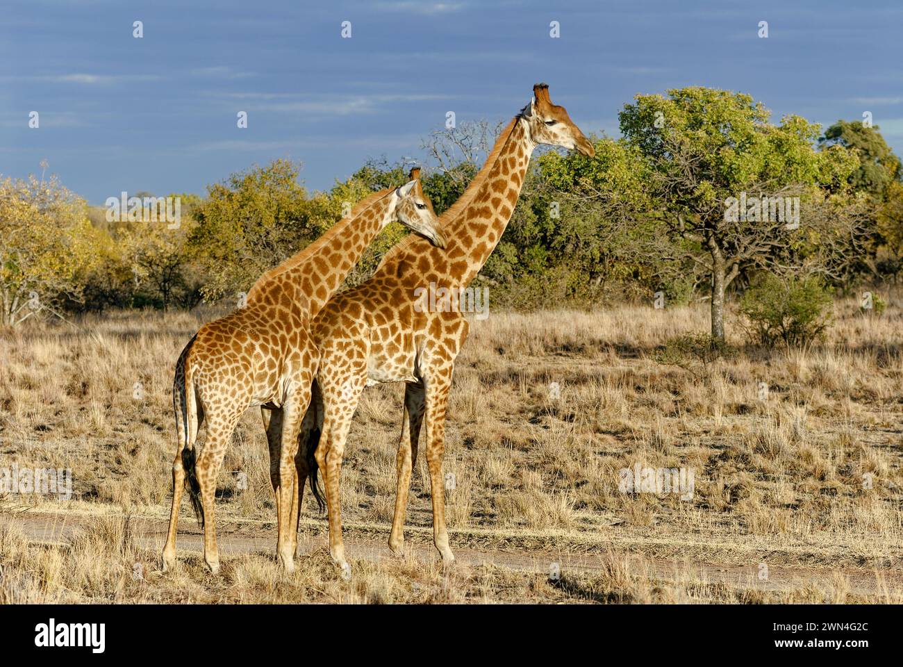 Giraffe dancing pair hi-res stock photography and images - Alamy