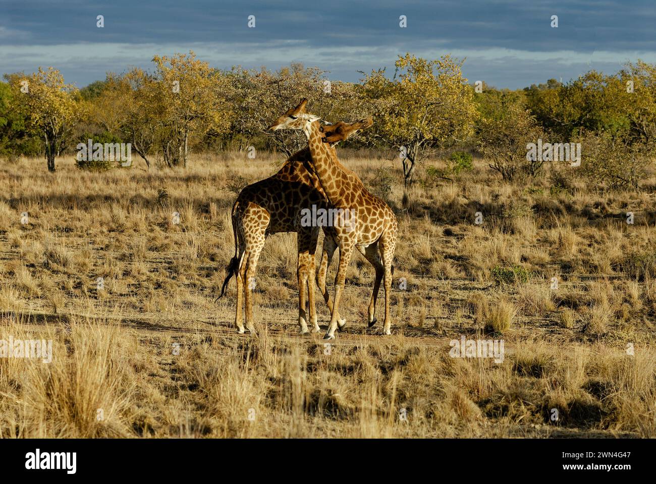 Giraffe Duo Performing in open South African Bushveld. Wonderful ...