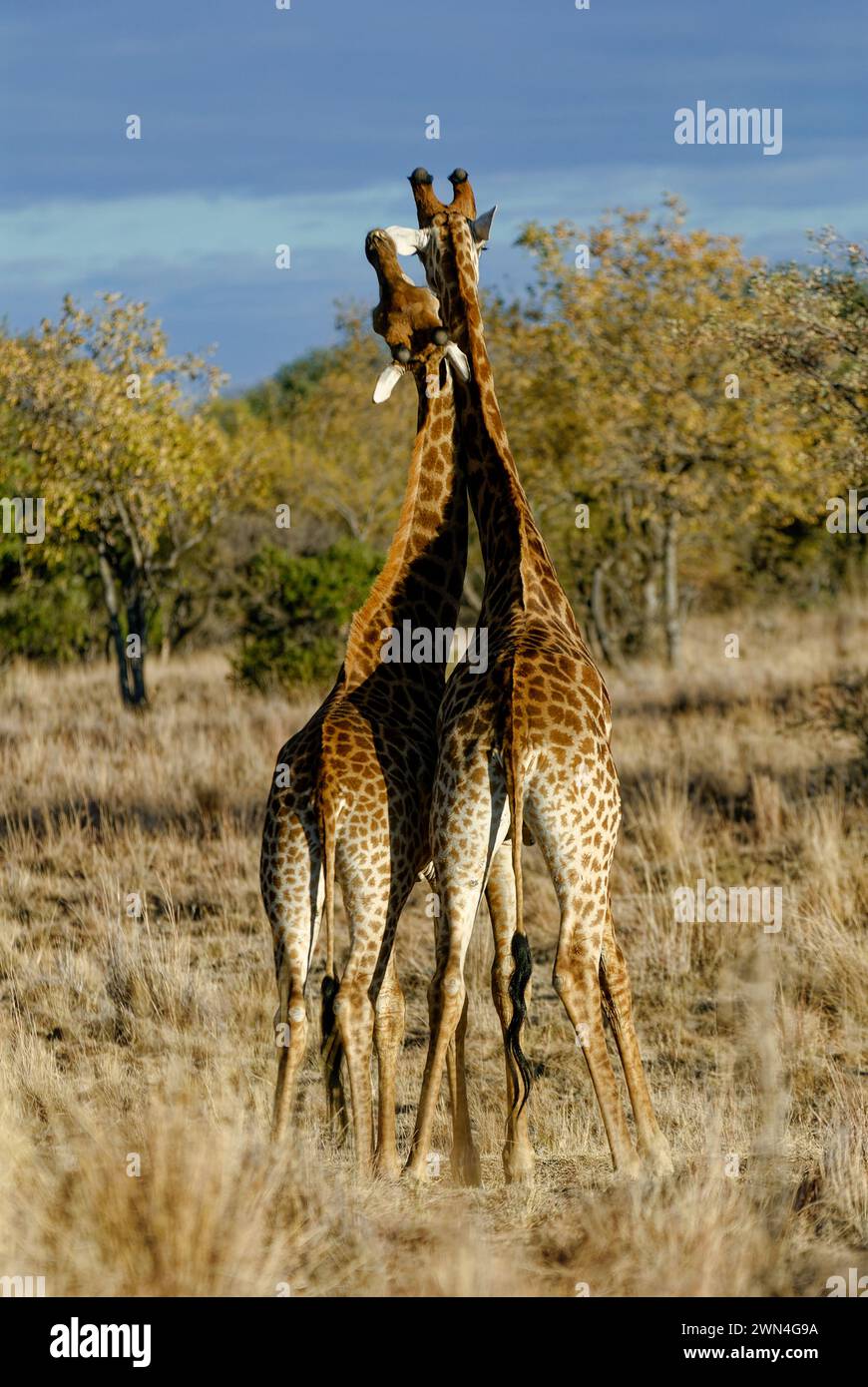 Giraffe ballet hi-res stock photography and images - Alamy