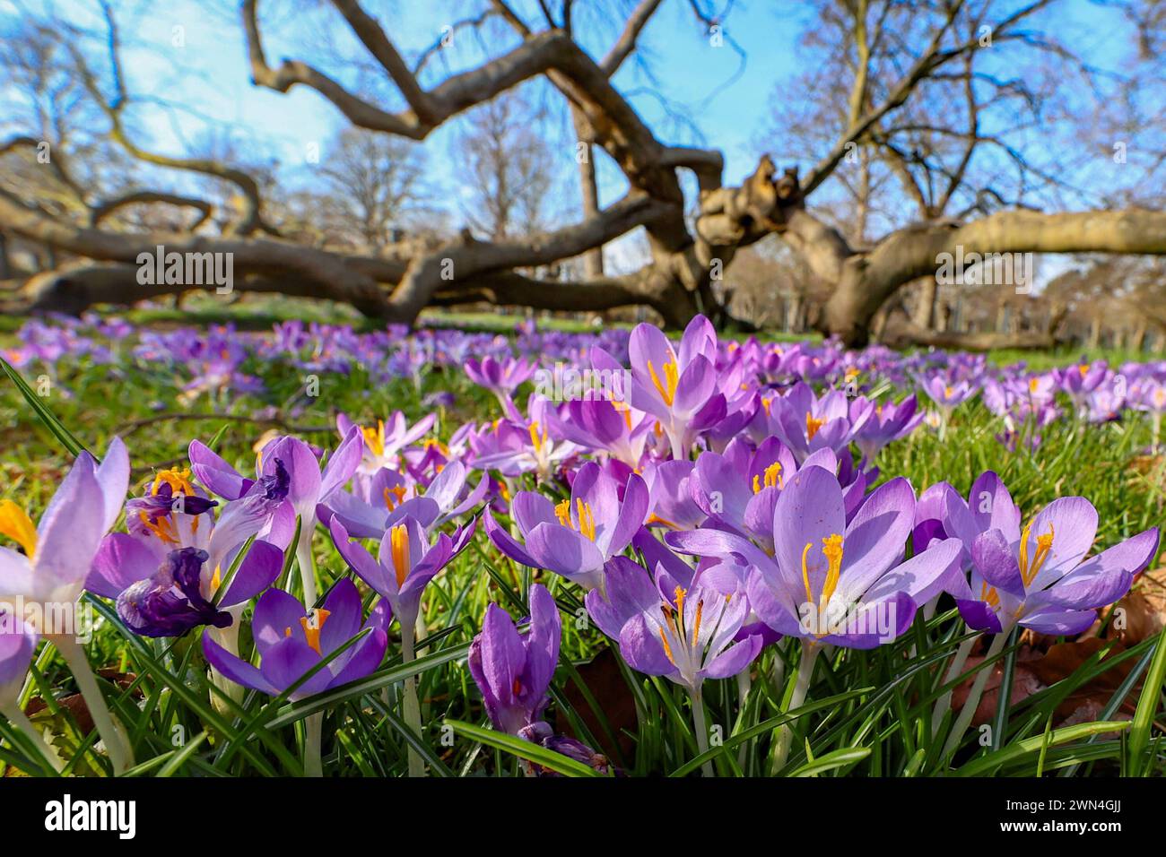 Niedersachsen, Hannover, der Frühling hält Einzug, blühende blühende ...