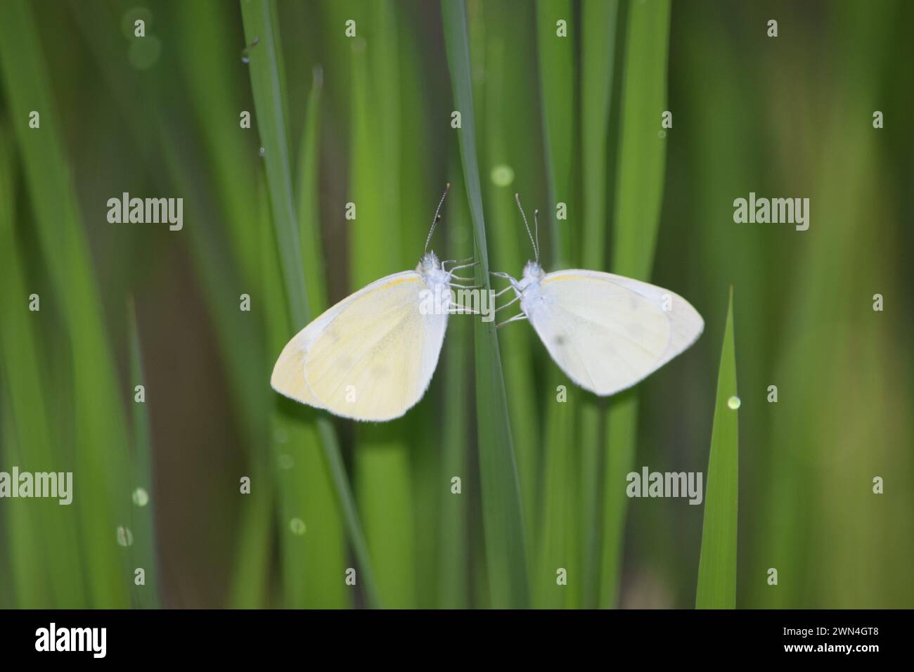 Two white butterflies resting on a blade of grass in the evening. Taken ...