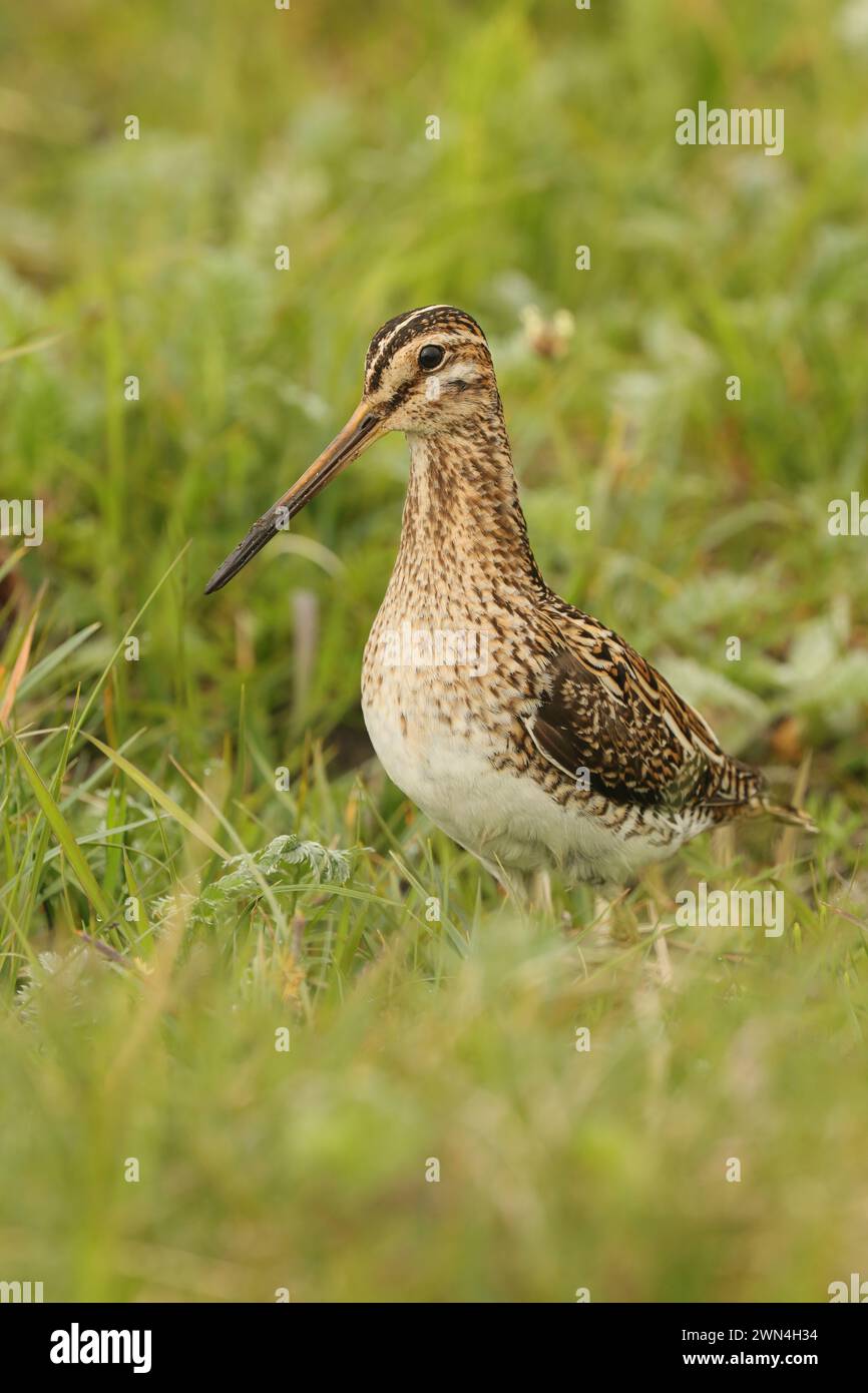 Snipe on the machire of North Uist where they are plentiful and breed ...
