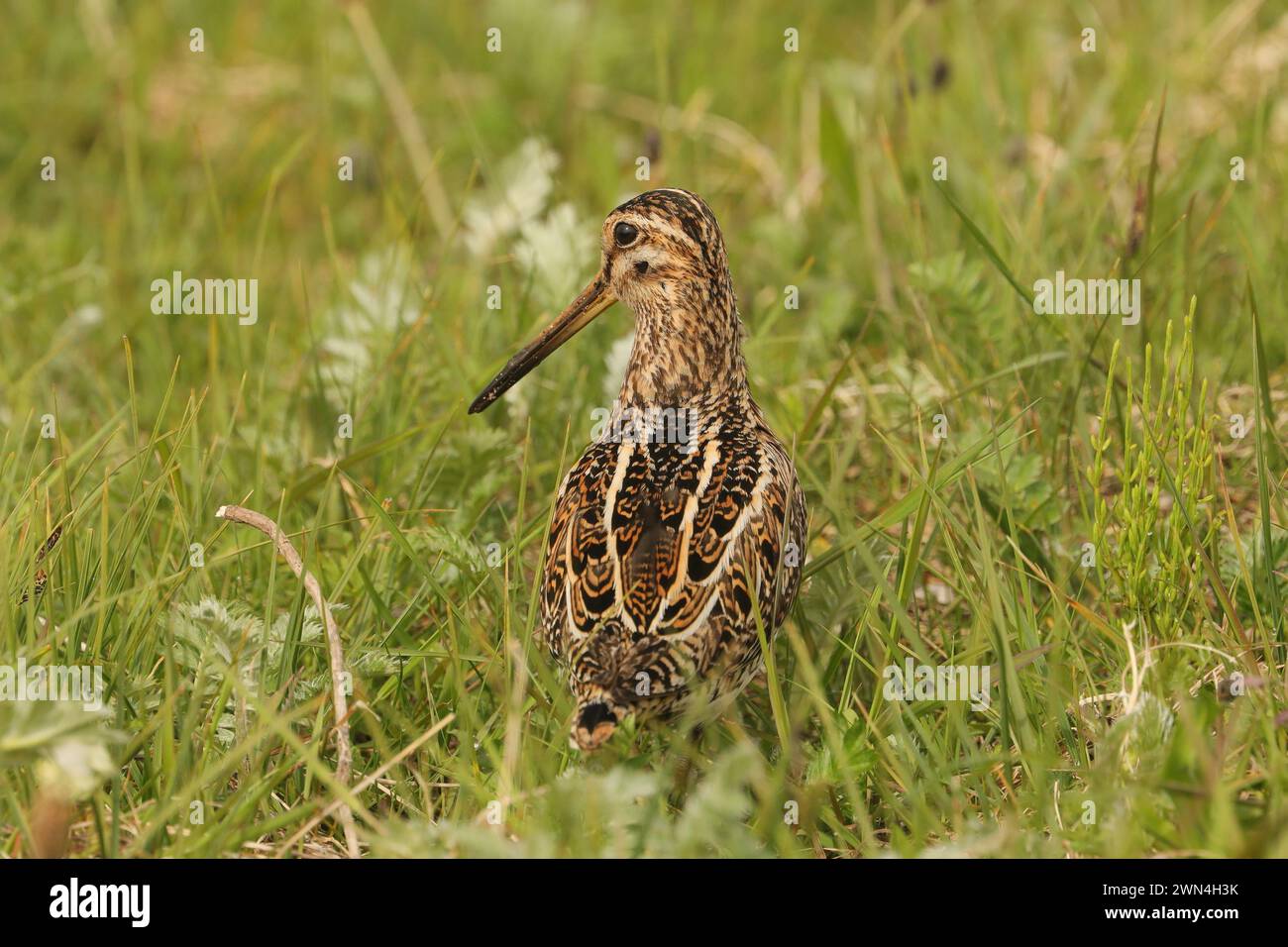 Snipe on the machire of North Uist where they are plentiful and breed ...