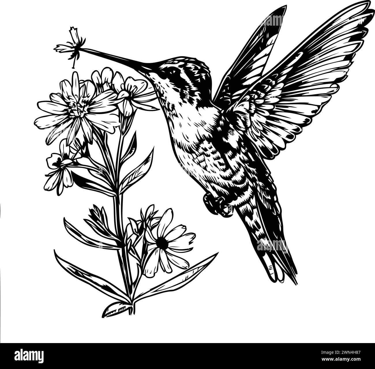 Hummingbird flower vector Black and White Stock Photos & Images - Alamy