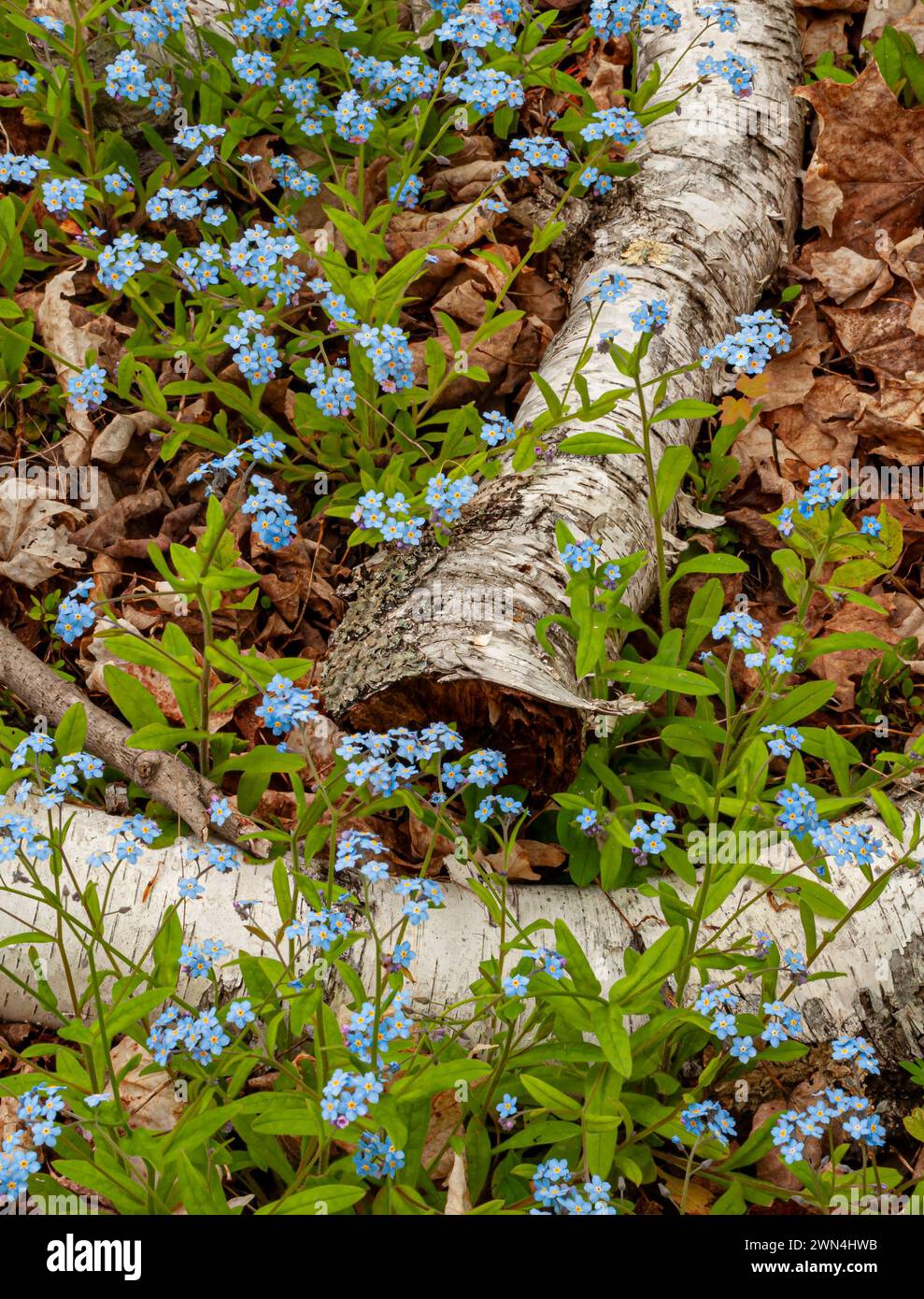 Forget-Me-Nots, a non-native but beautiful, sometimes invasive ...