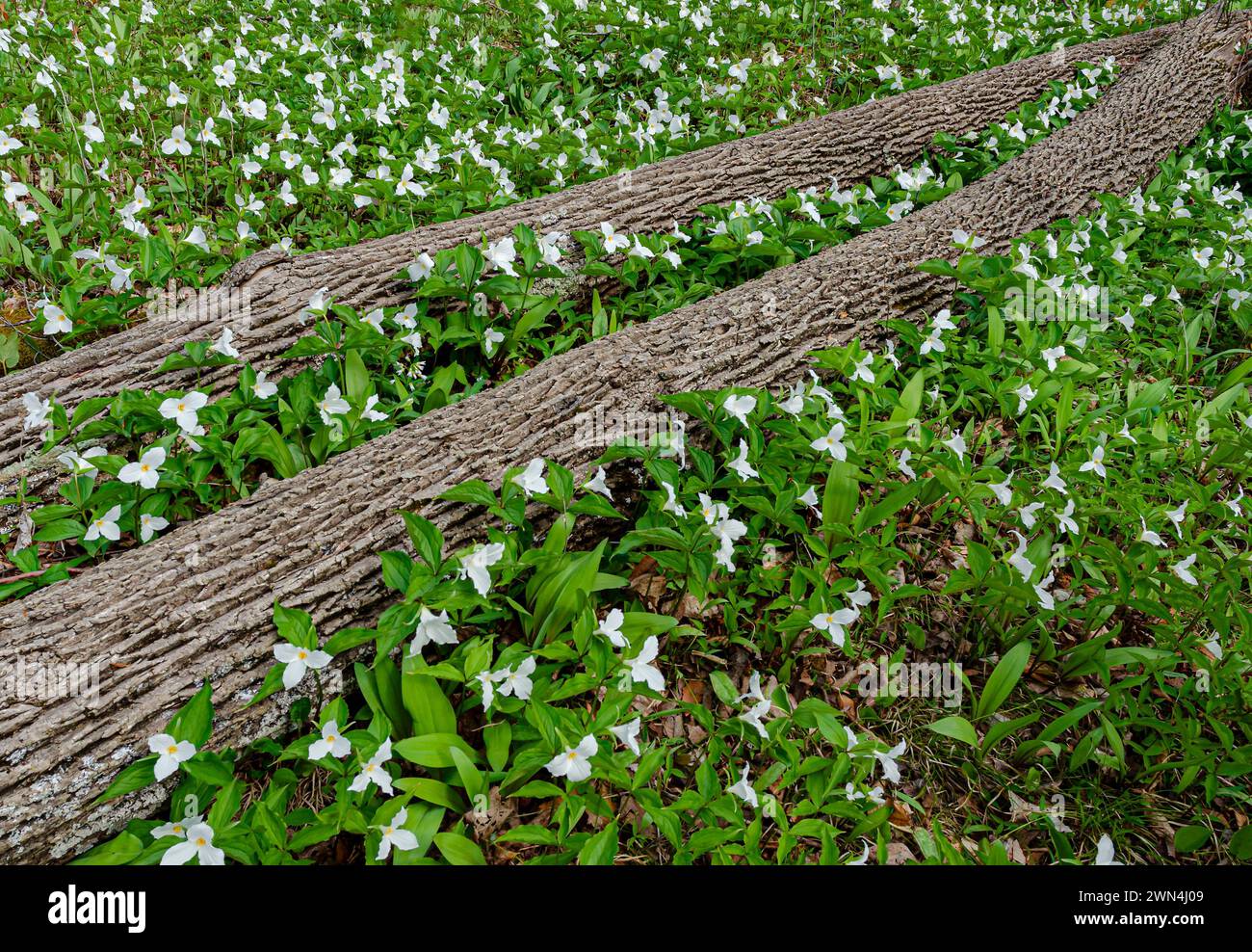 Garandiflorum hi-res stock photography and images - Alamy