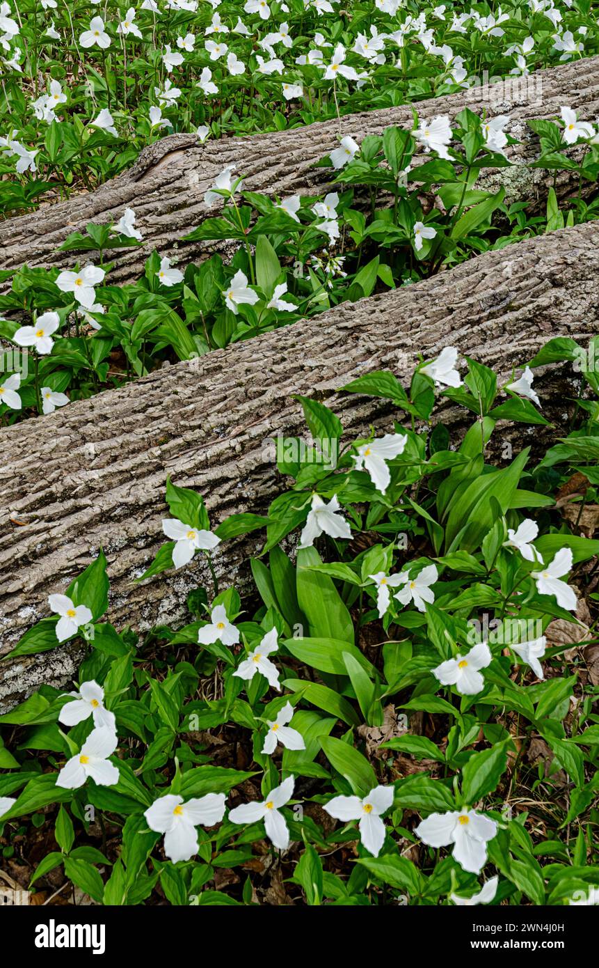 Two downed tree trunks are surrounded by a field of Large-flowered ...