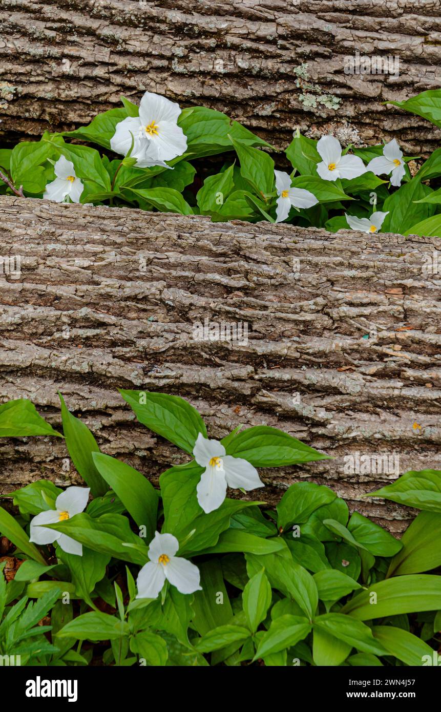 Two downed tree trunks are surrounded by Large-flowered Trillium ...
