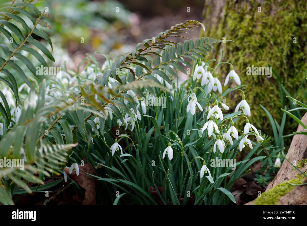 Mixed plants with snowdrops hi-res stock photography and images - Alamy