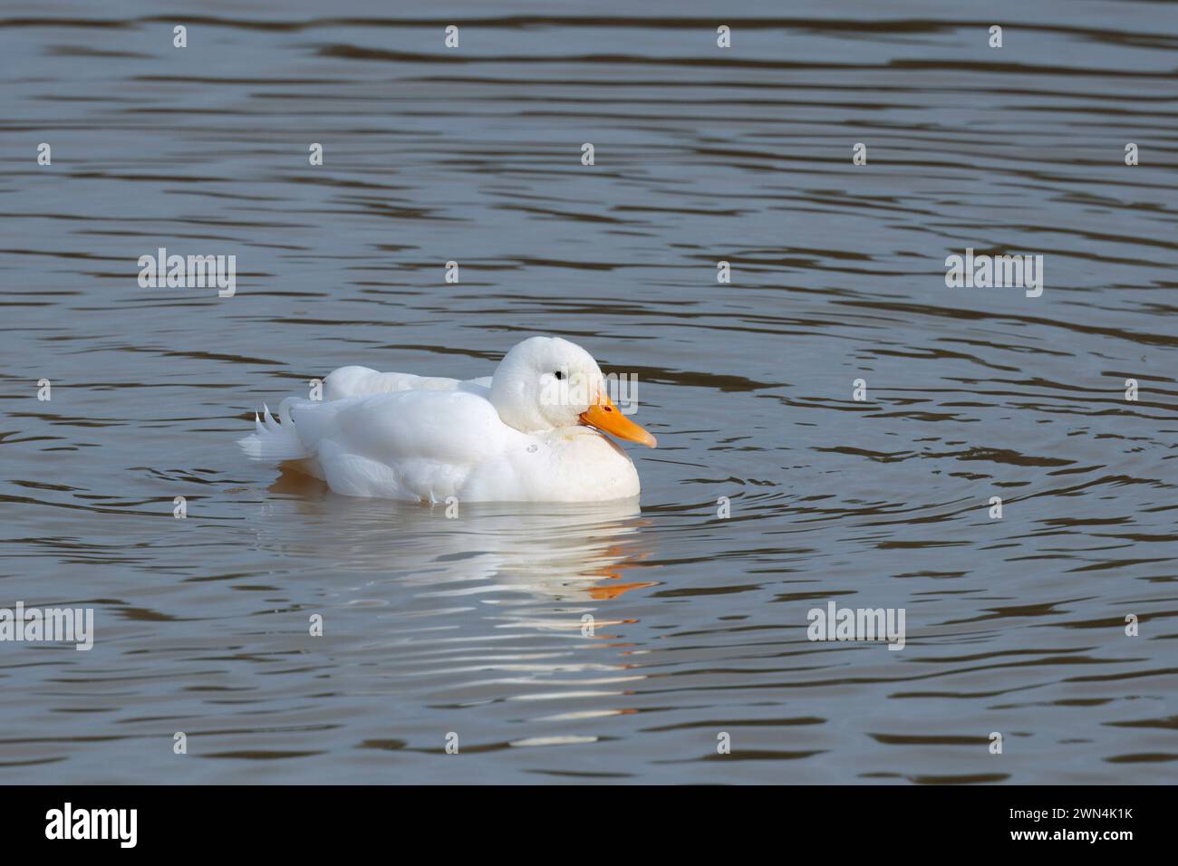 White mallard Anas platyrhynchos, or pekin duck orange bill white ...