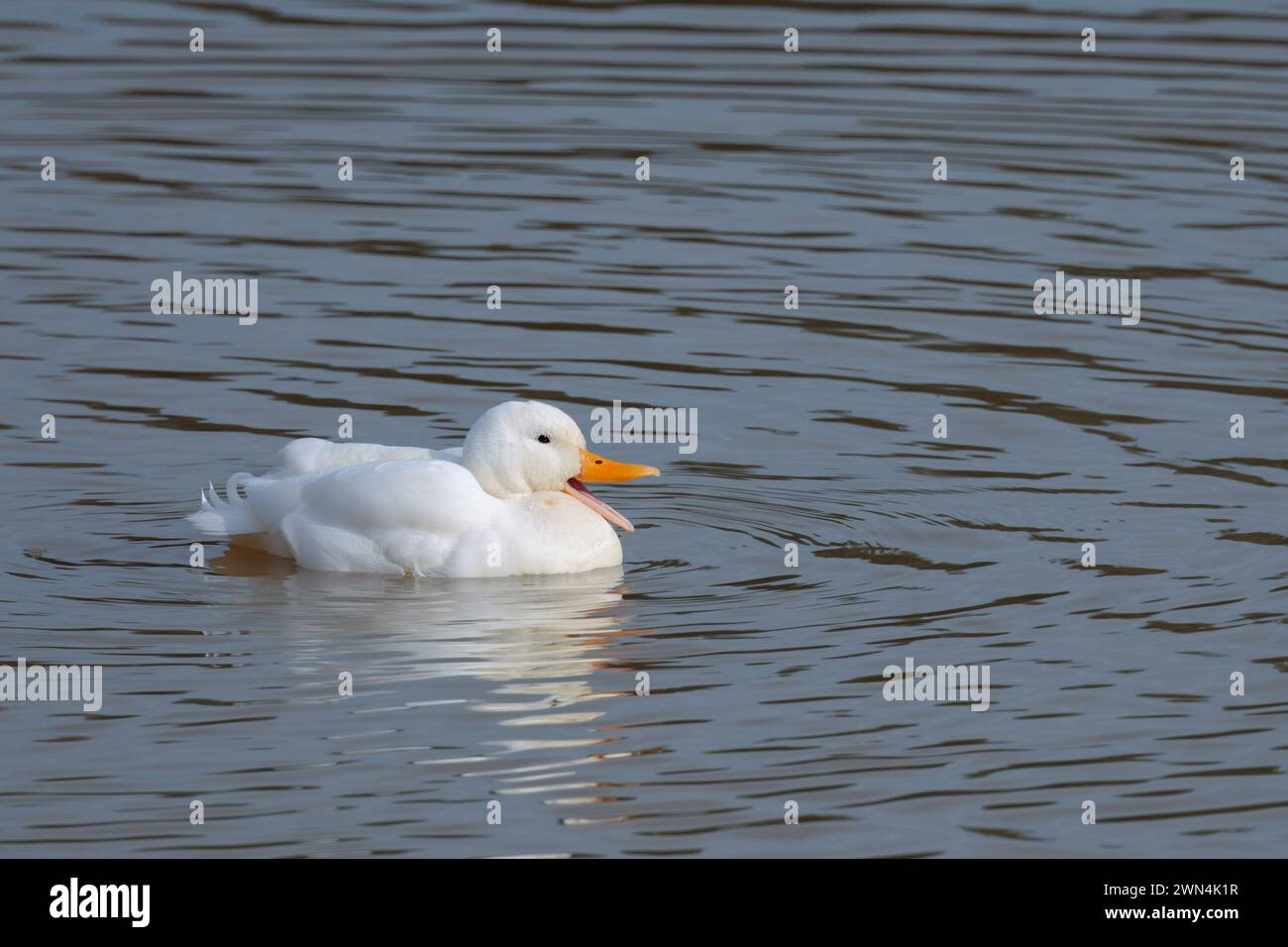 White duck with orange beak hi-res stock photography and images - Alamy