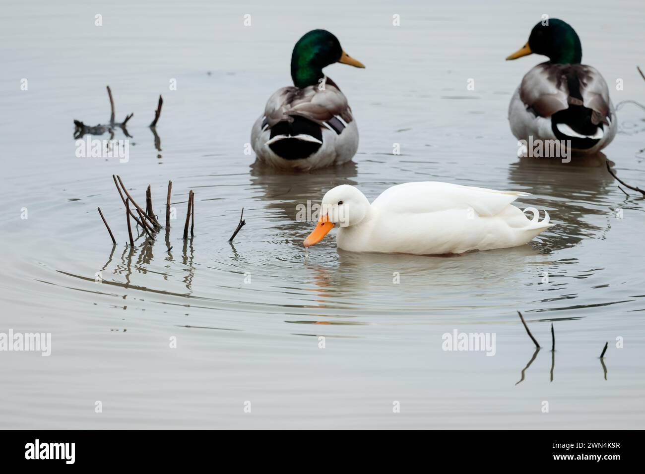 Three ducks two male mallards one white duck hi-res stock photography ...