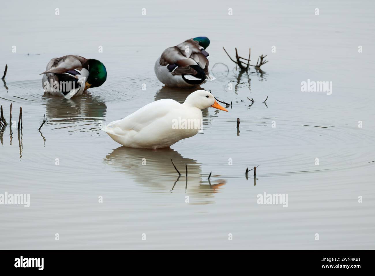 Twirly tail feathers hi-res stock photography and images - Alamy