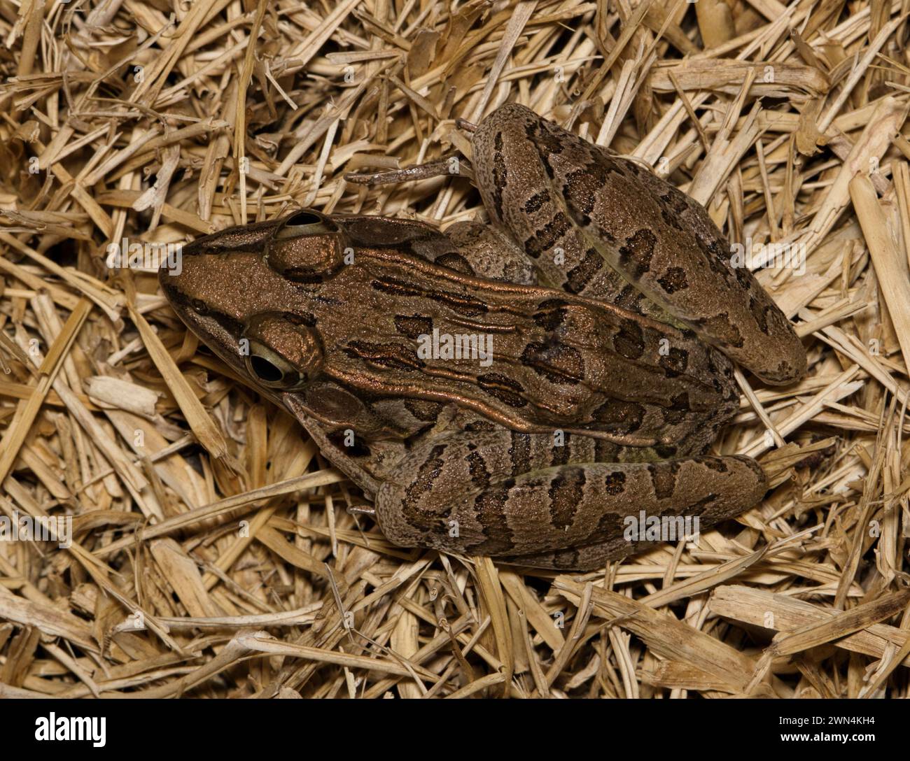 Southern Leopard Frog (Lithobates sphenocephalus) sitting on dead grass ...