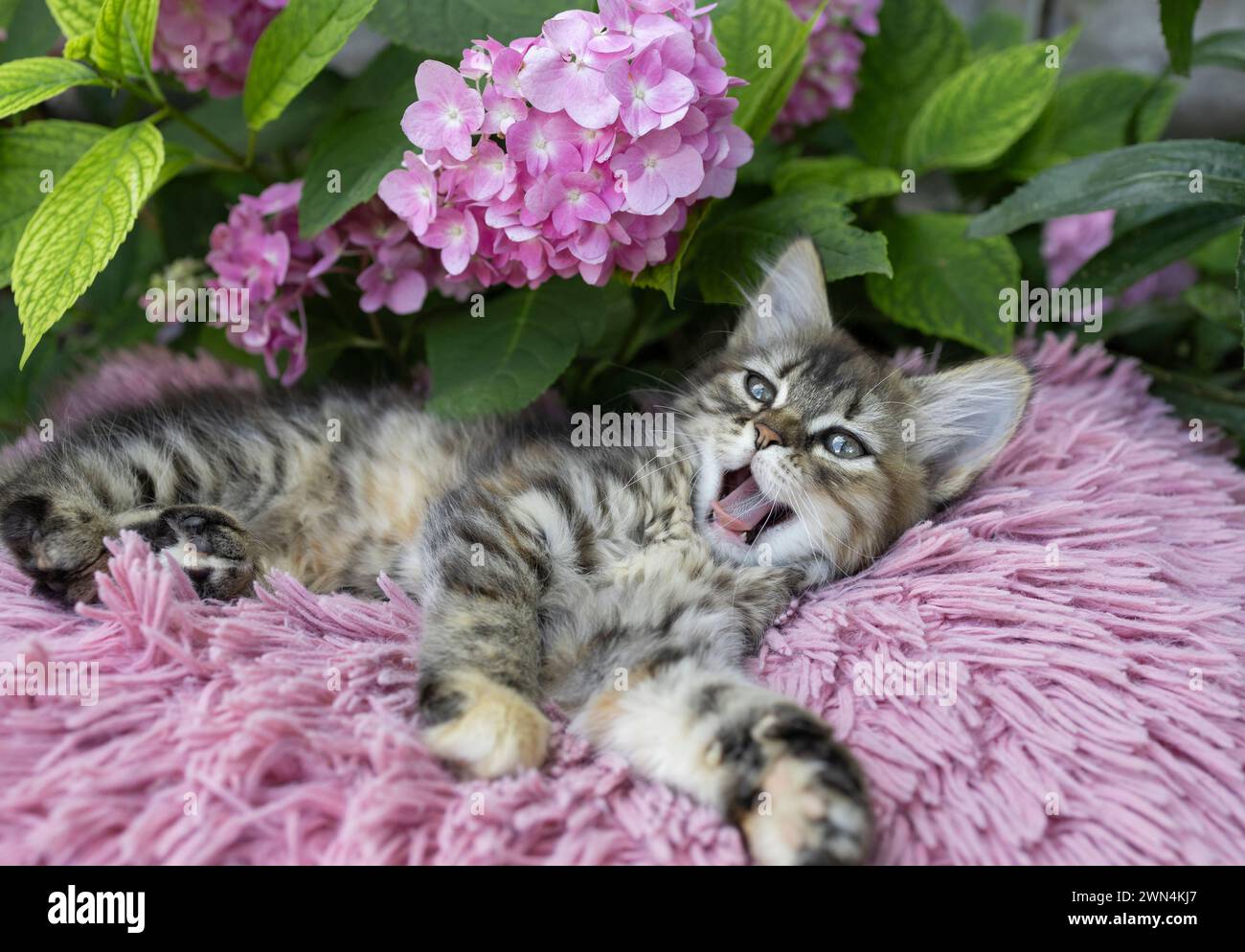 under a bush of beautiful blooming pink hydrangea, a cute tabby kitten ...