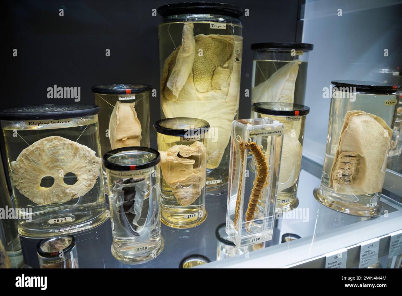 Specimen jars museum of hi-res stock photography and images - Alamy