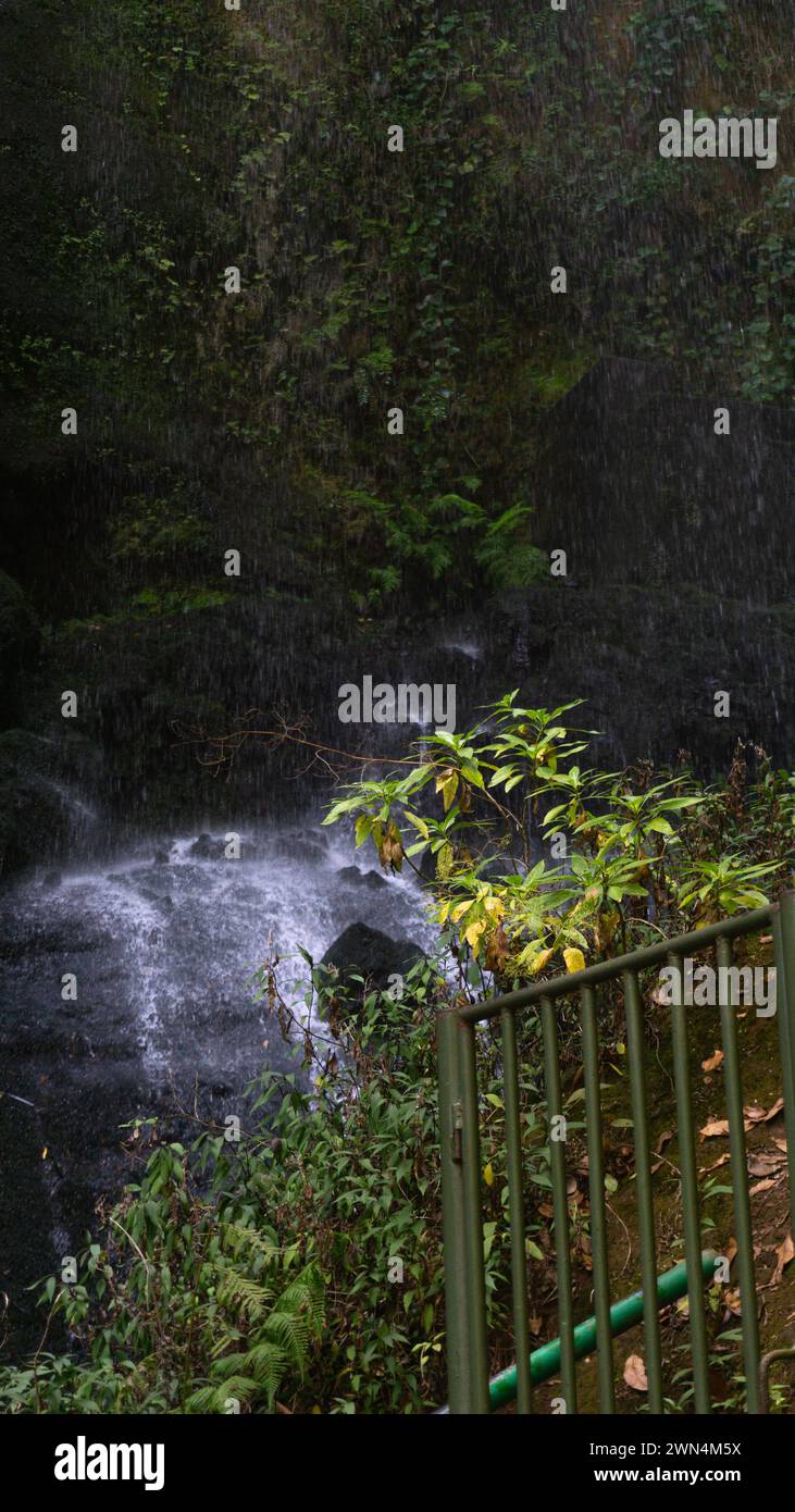 A refreshing and serene tropical scene with lush greenery Stock Photo ...