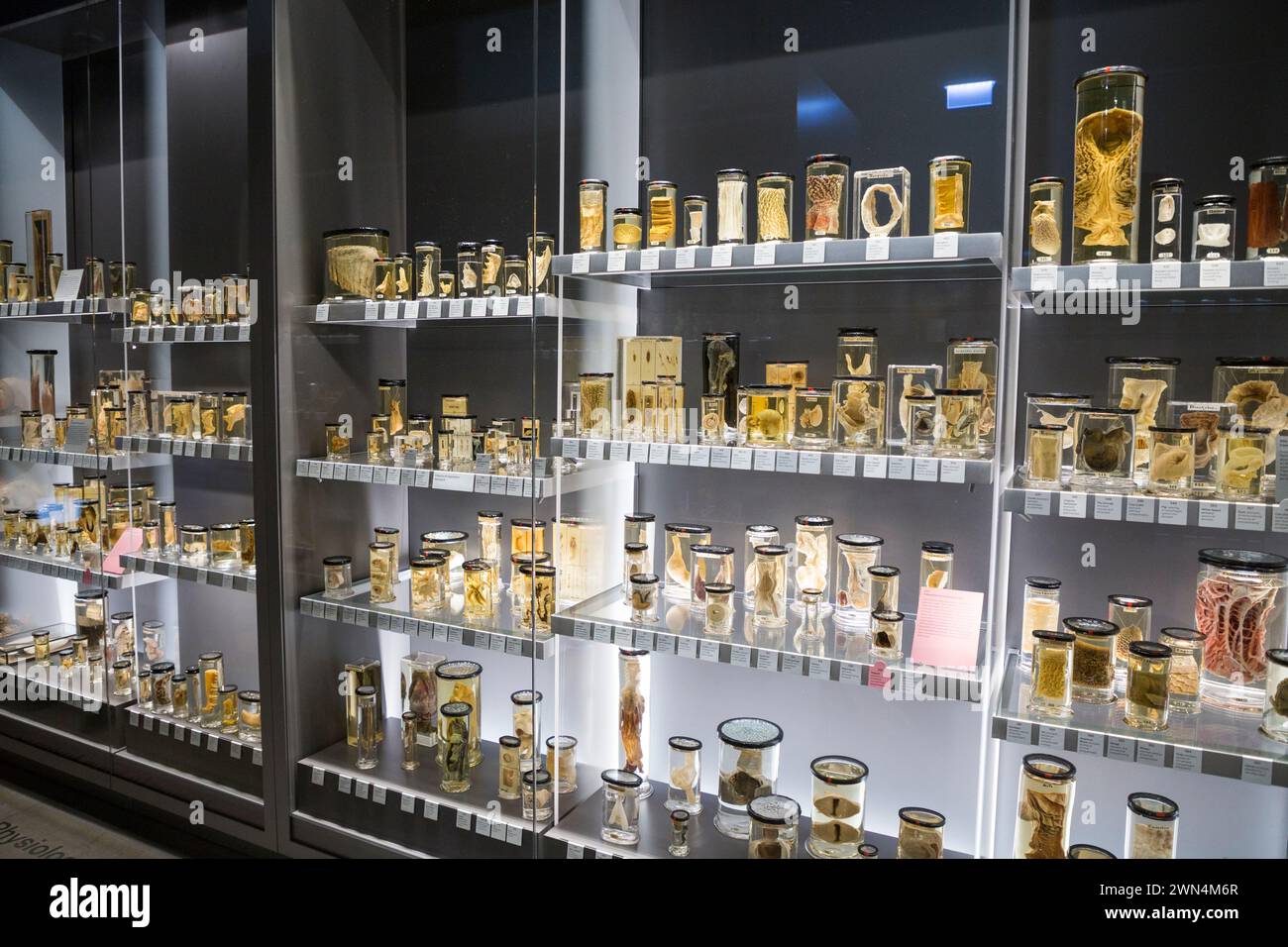 Specimen jars museum of hi-res stock photography and images - Alamy