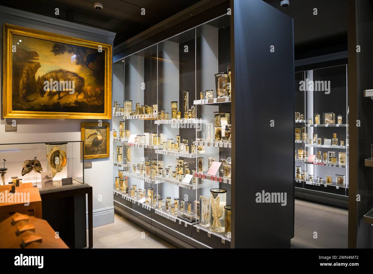 Specimen jars museum of hi-res stock photography and images - Alamy