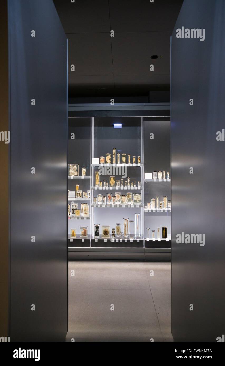 Specimen jars museum of hi-res stock photography and images - Alamy