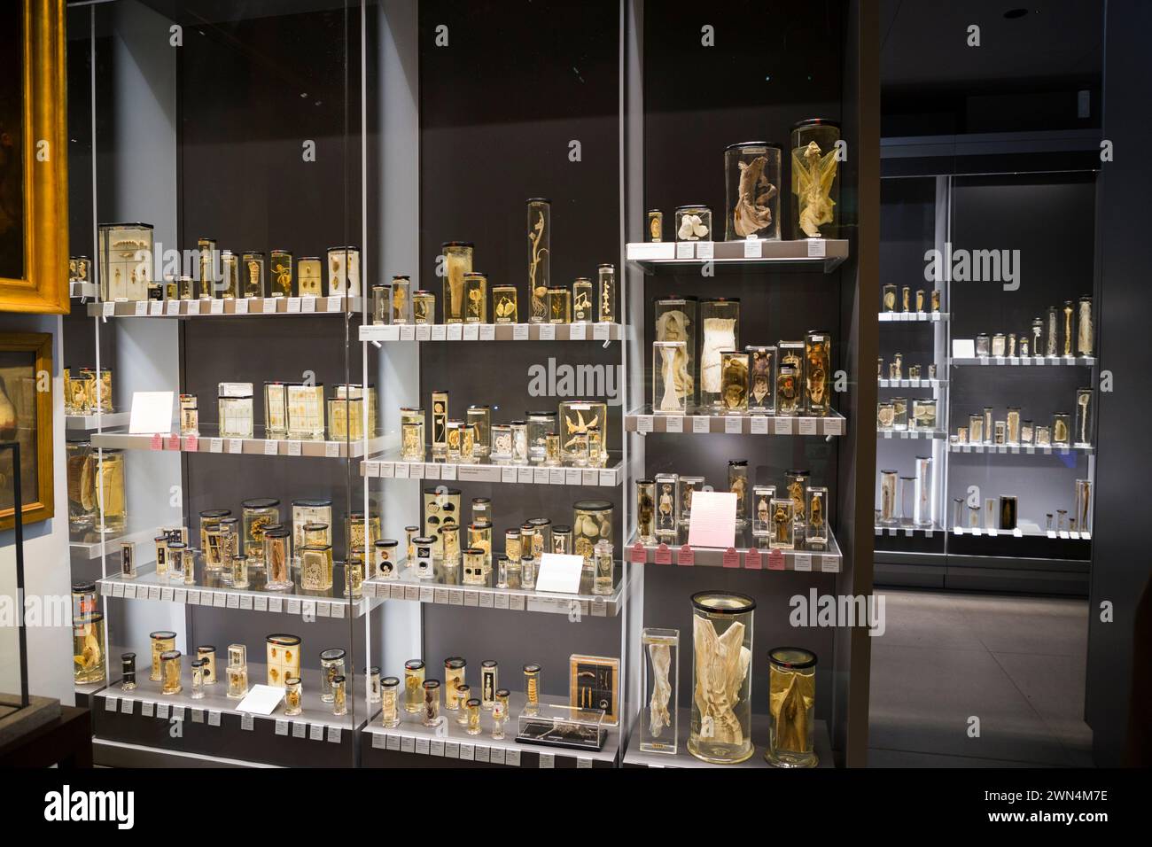 Specimen jars museum of hi-res stock photography and images - Alamy