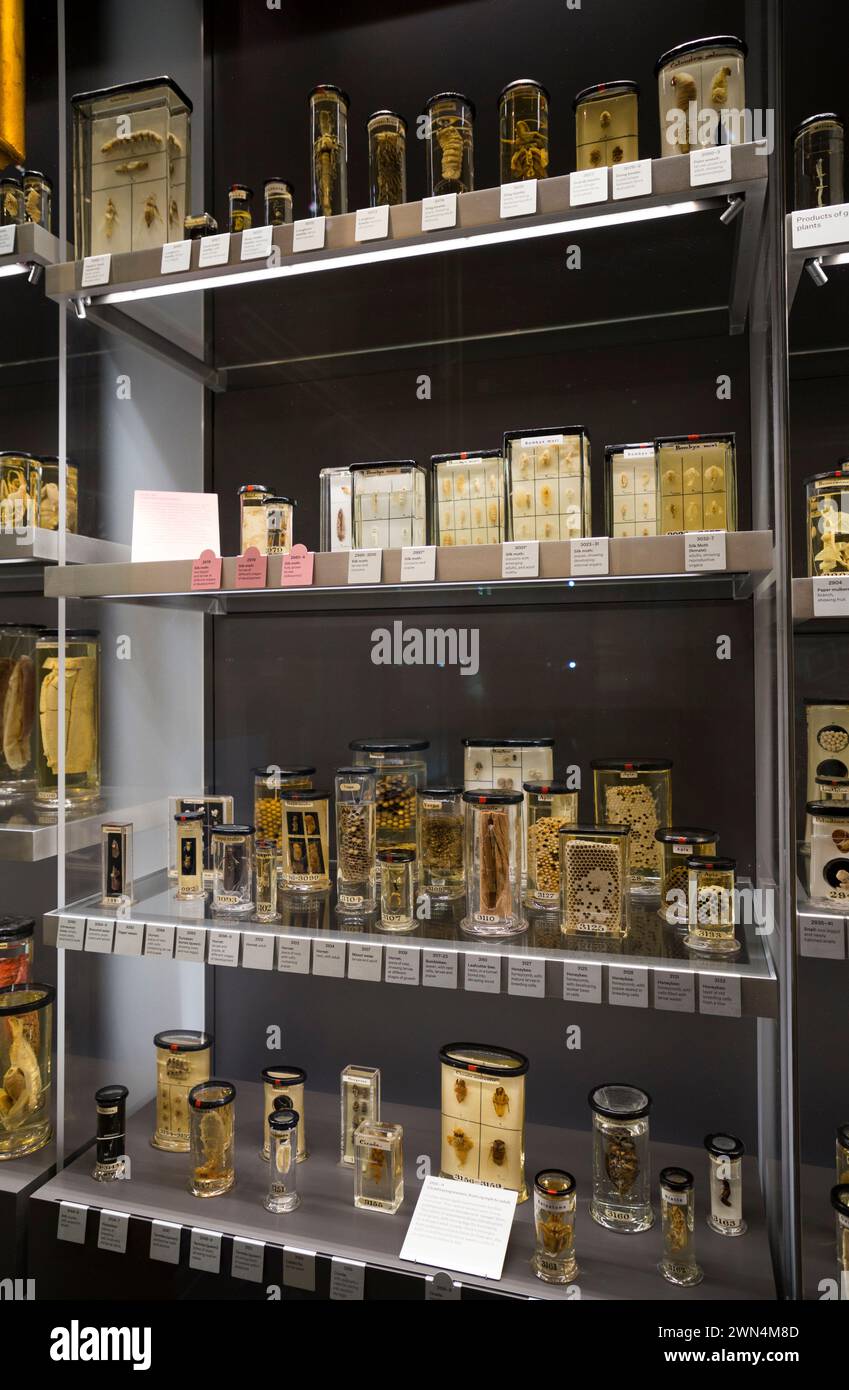 Specimen jars museum of hi-res stock photography and images - Alamy