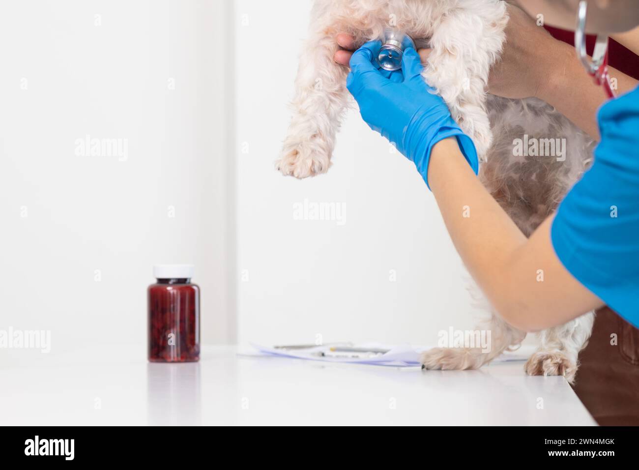 Veterinarians are performing annual check ups on dogs to look for ...