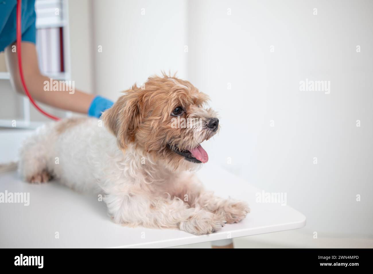 Veterinarians are performing annual check ups on dogs to look for ...