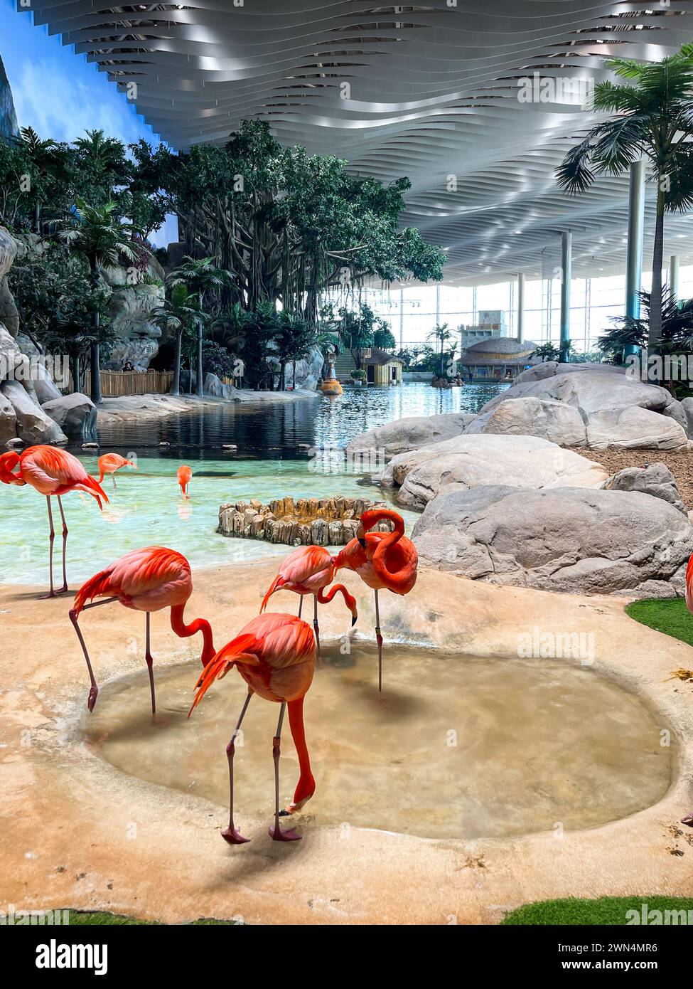 Beautiful bright pink Flamingos birds standing around water - theme ...
