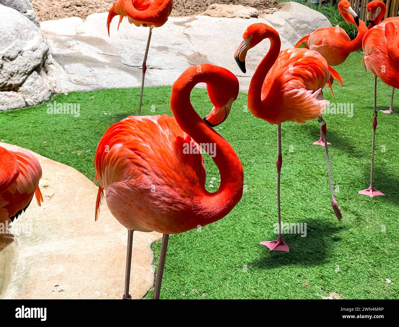 Beautiful bright pink Flamingos birds standing around water - theme ...