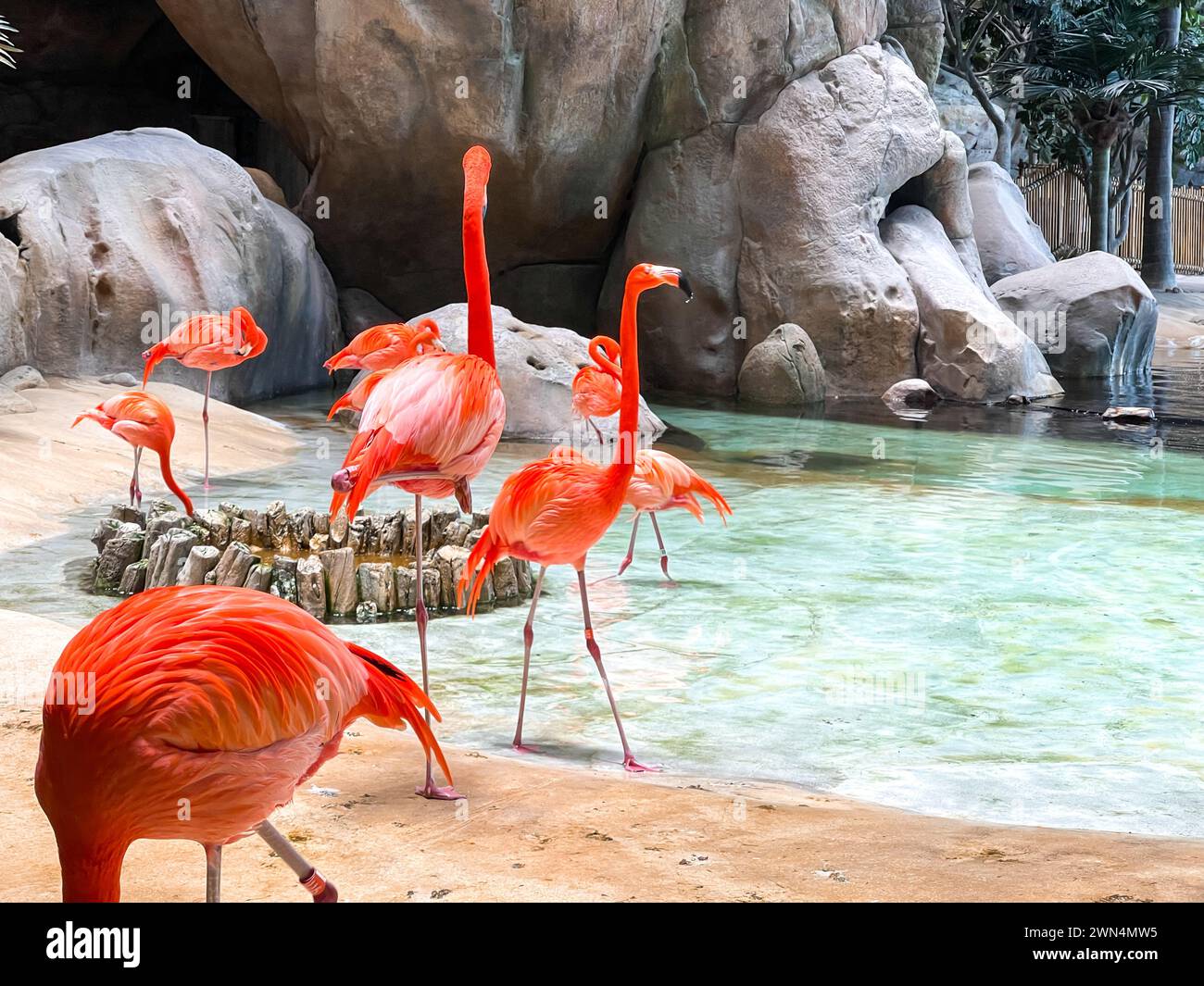 Beautiful bright pink Flamingos birds standing around water - theme ...
