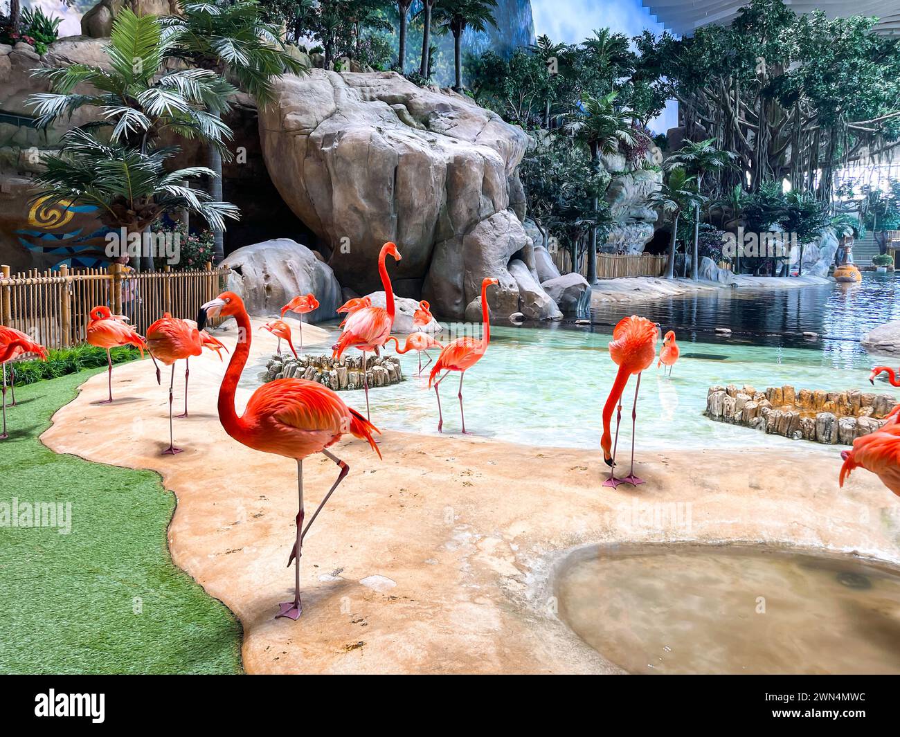 Beautiful bright pink Flamingos birds standing around water - theme ...