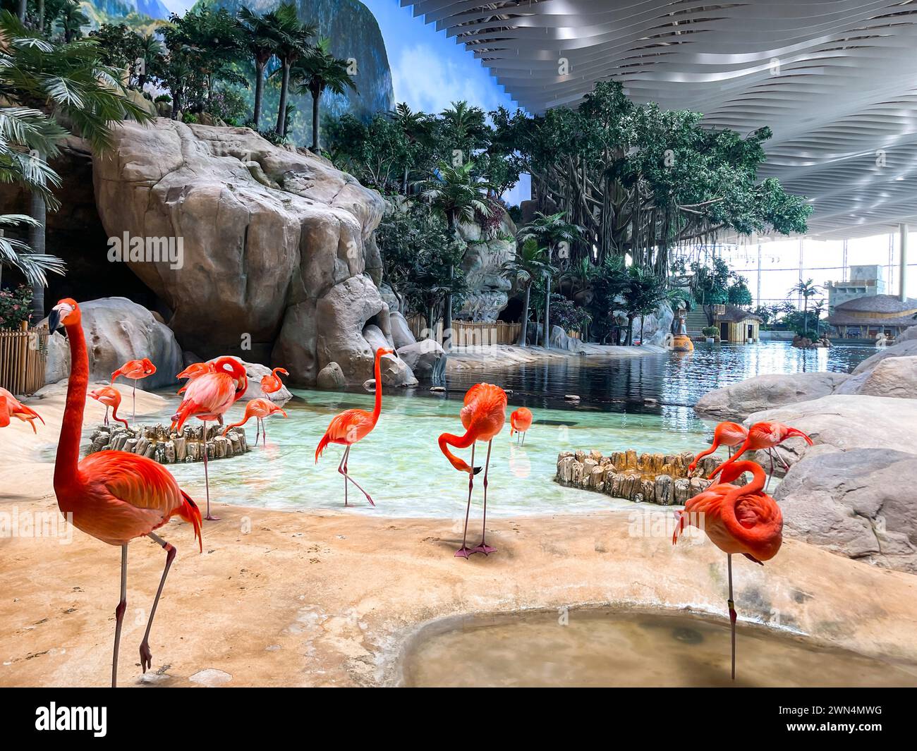 Beautiful bright pink Flamingos birds standing around water - theme ...