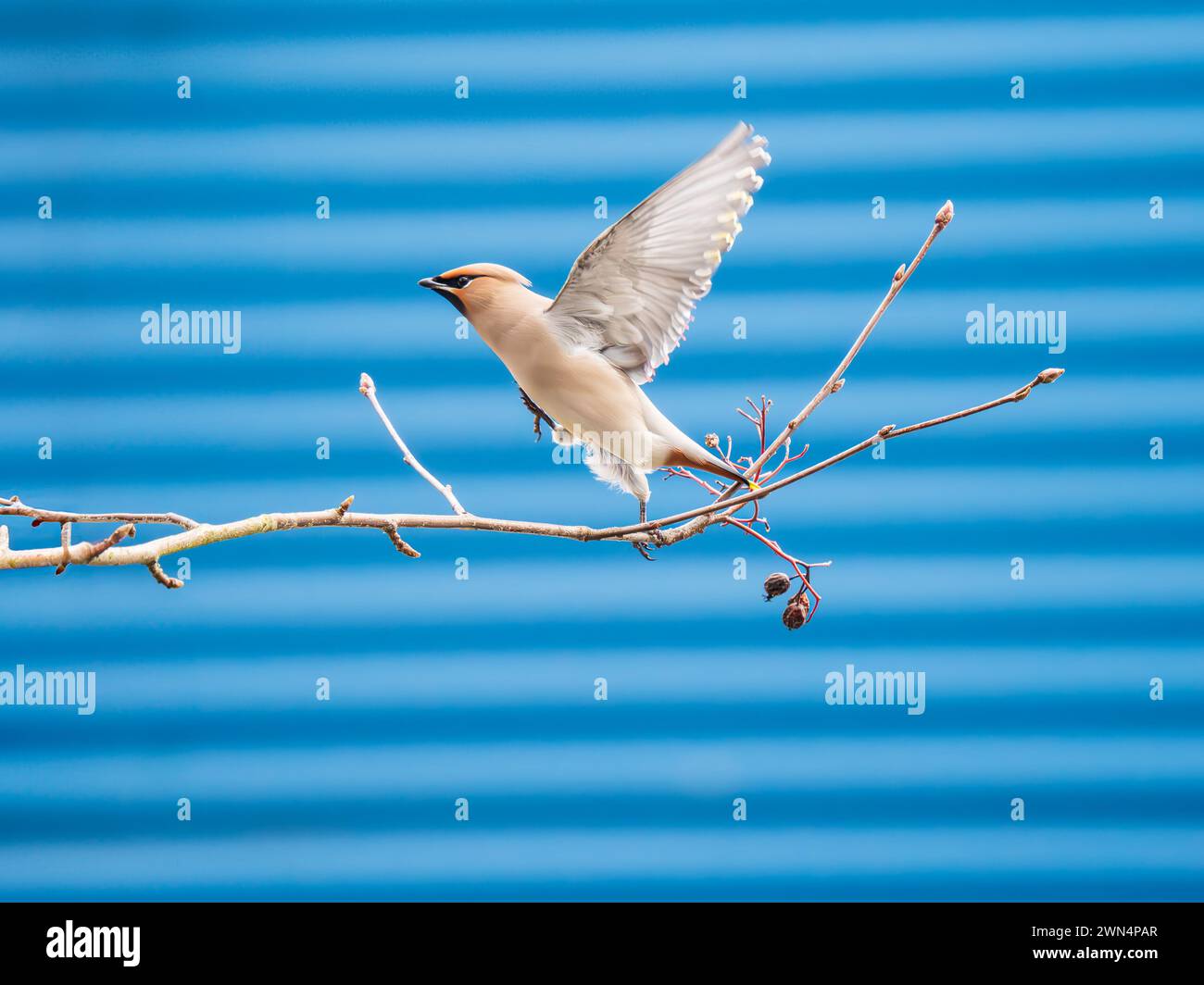 A Waxwing Bird in Flight on an Industrial Estate Stock Photo - Alamy