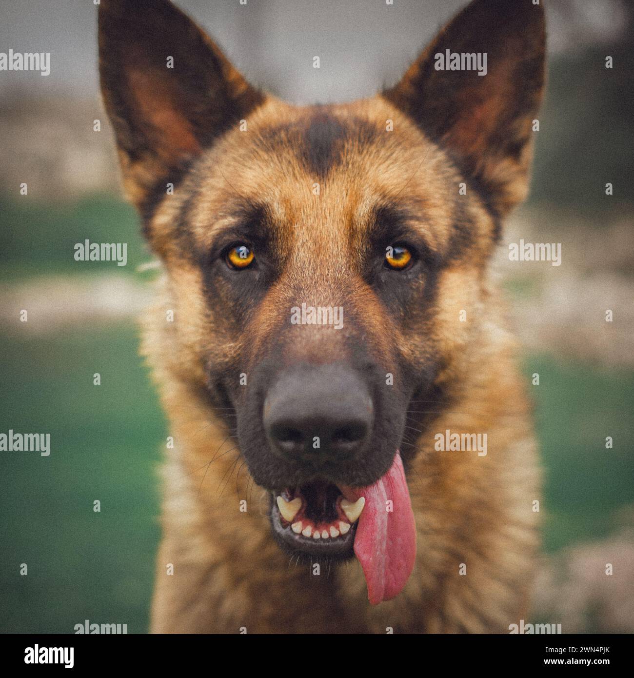 German shepherd face Stock Photo - Alamy