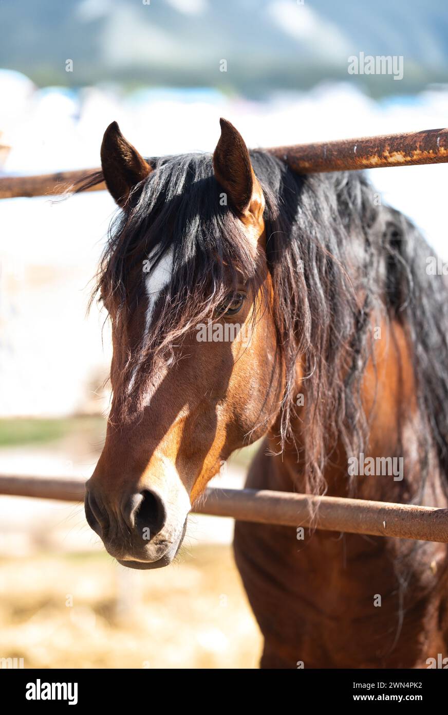 Thoroughbred stallion hi-res stock photography and images - Alamy