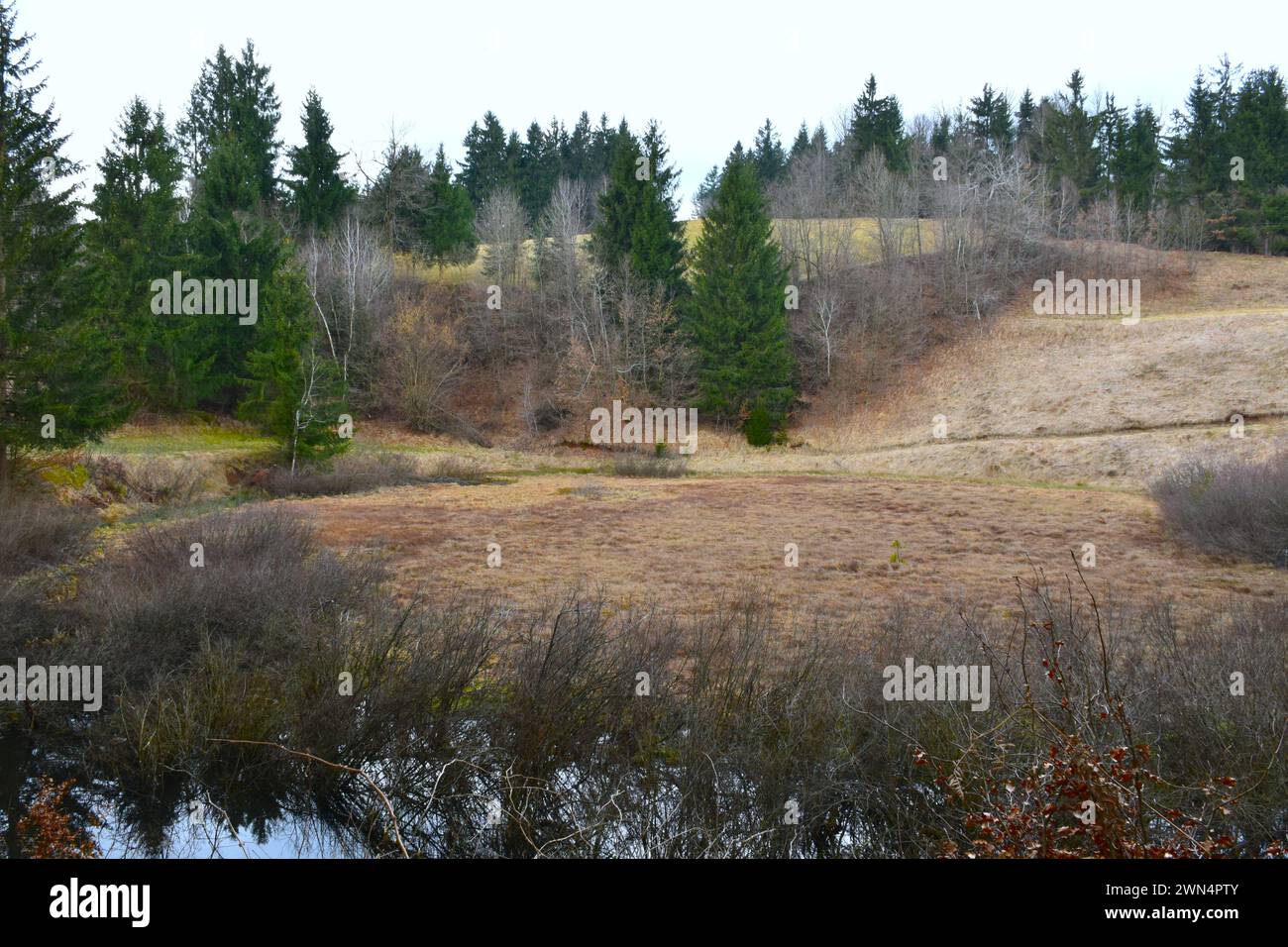 Jezerc raised bog near Logatec in Notranjska Slovenia Stock Photo - Alamy
