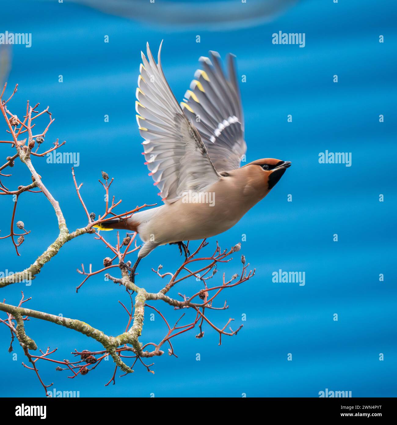 A Waxwing Bird in Flight on an Industrial Estate Stock Photo - Alamy