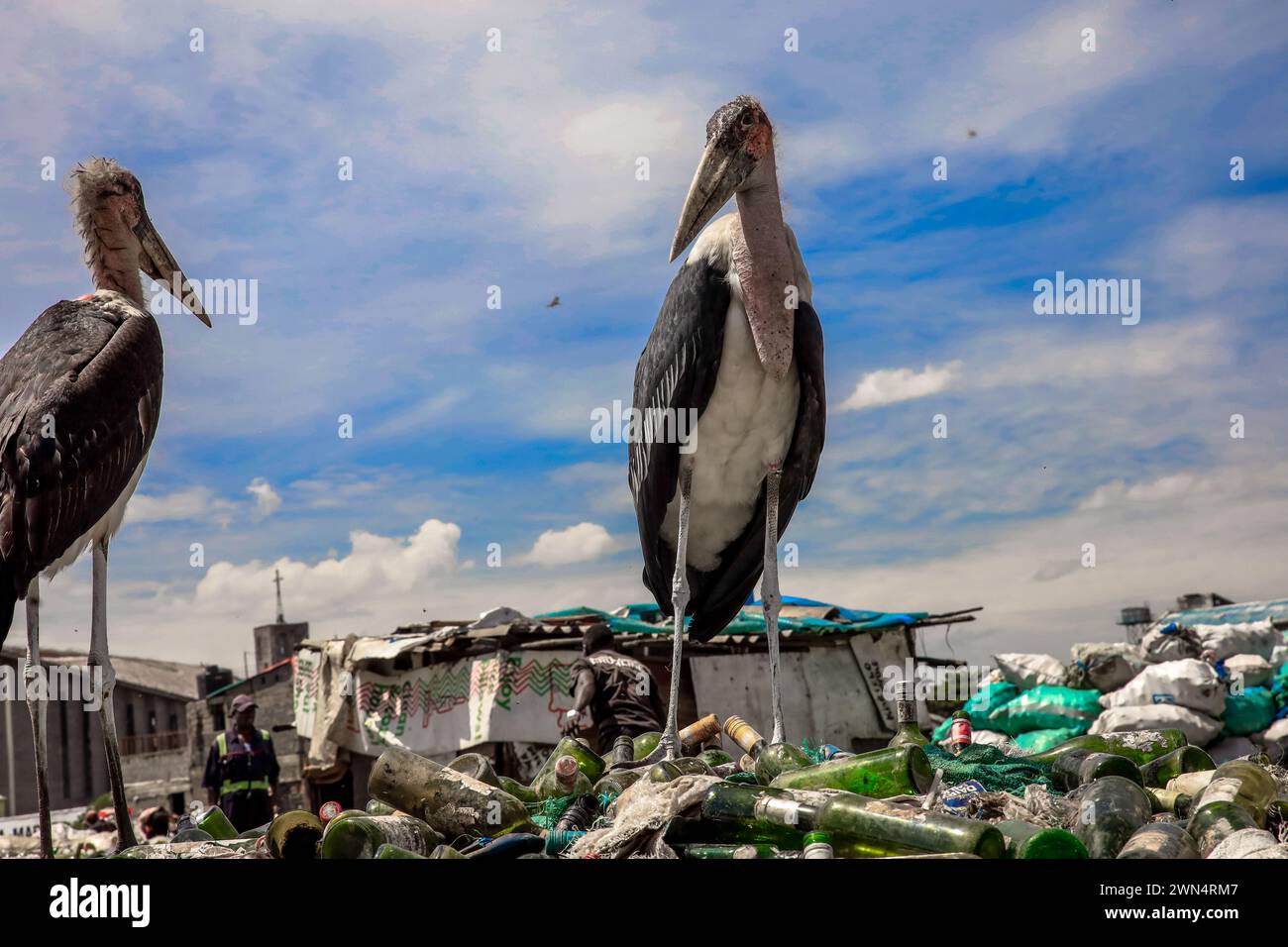 The marabou stock birds scavenge the dumpsite. Dandora slum lays one of ...
