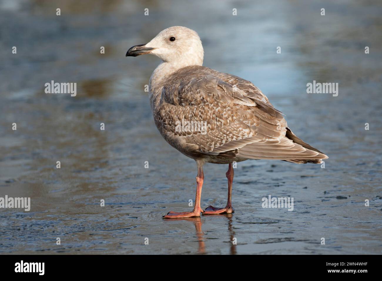 Wirth lake hi-res stock photography and images - Alamy