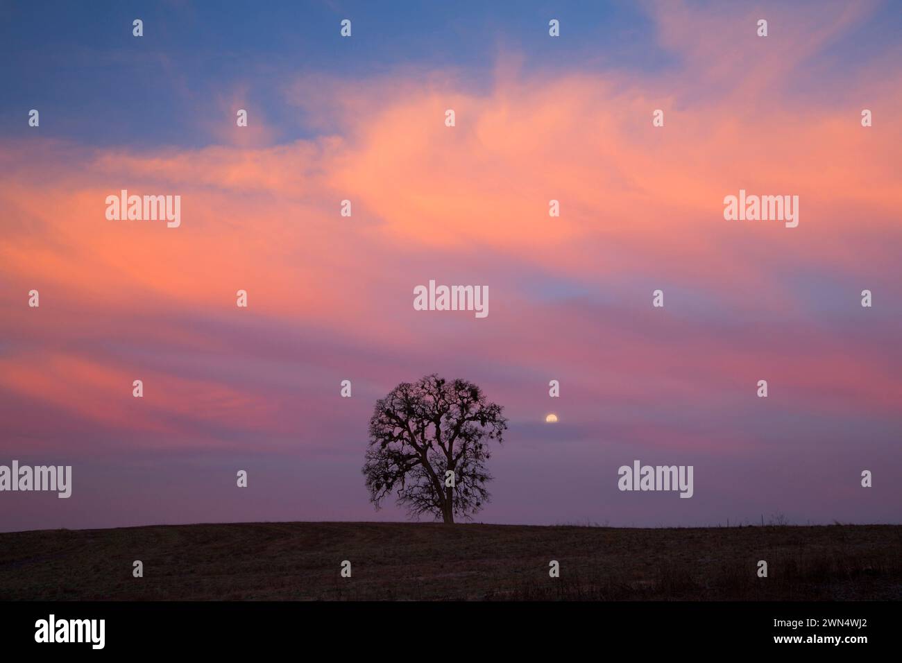 Oak dawn with moon, Ankeny National Wildlife Refuge, Oregon Stock Photo ...