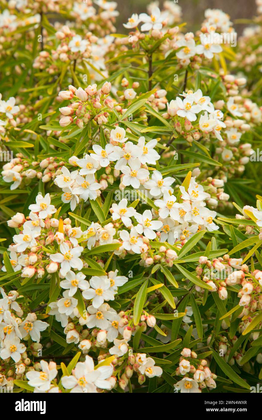 Mexican orange blossom landscaping hi-res stock photography and images ...