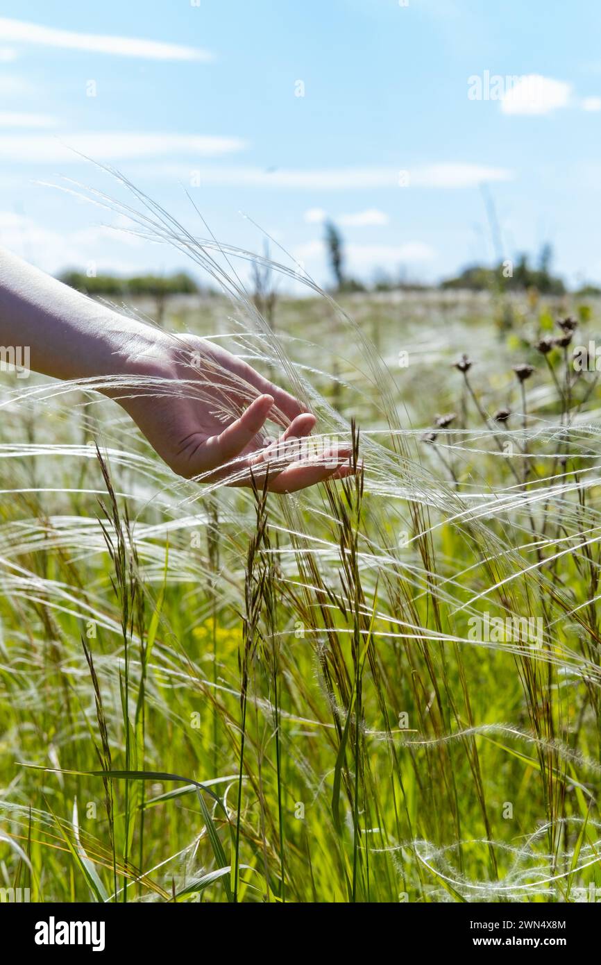 Hand touching grass. Close up of hands harvesting grass in the meadow ...