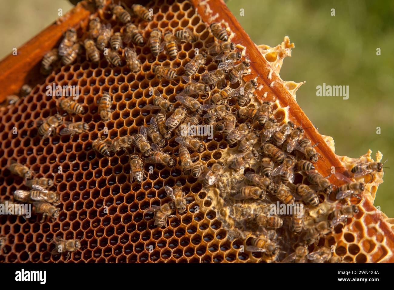 Frames of a beehive just taken from beehive with sweet honey. Busy bees ...