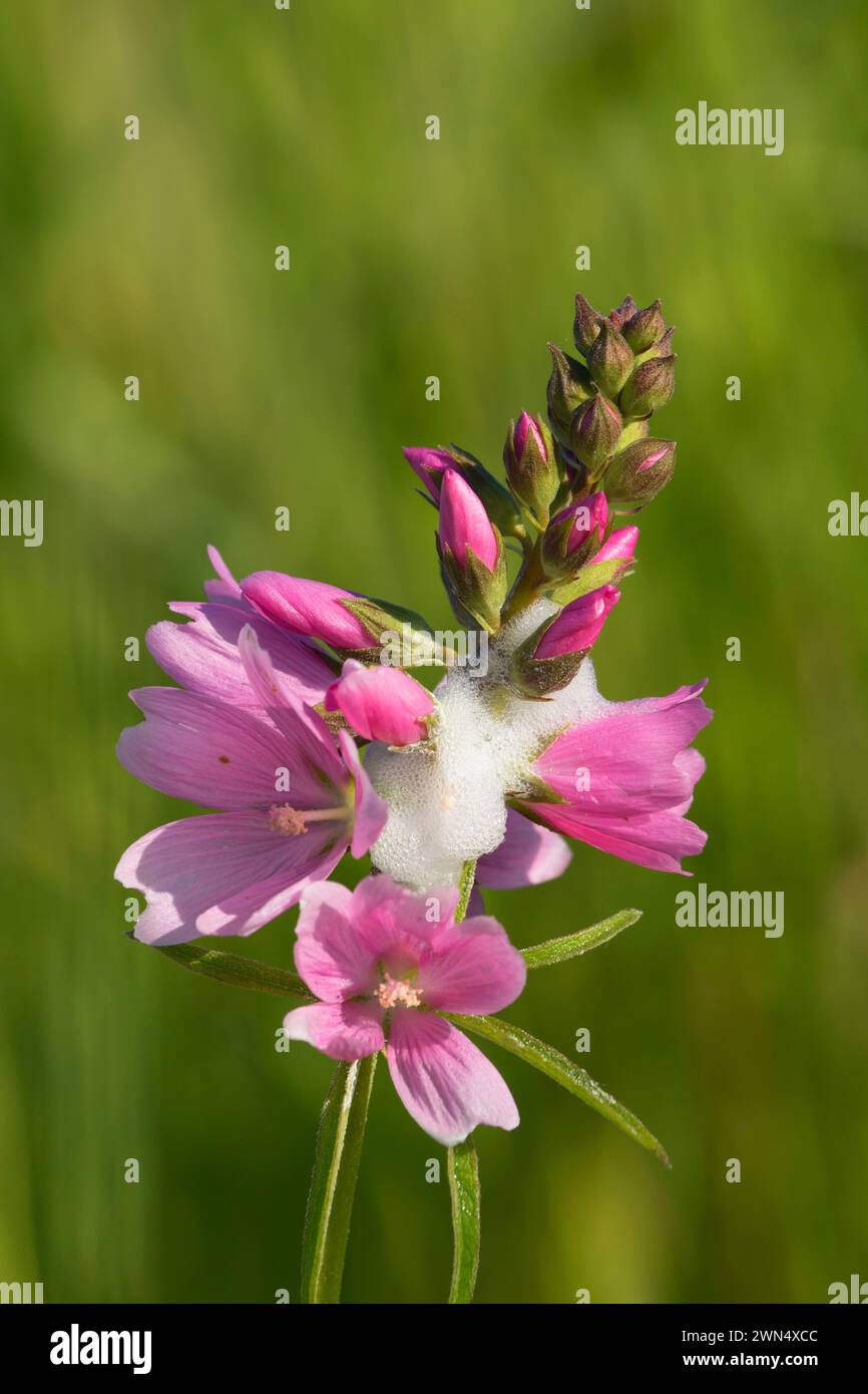 Nelson's checkermallow along Rich Guadagno Memorial Trail, Baskett ...