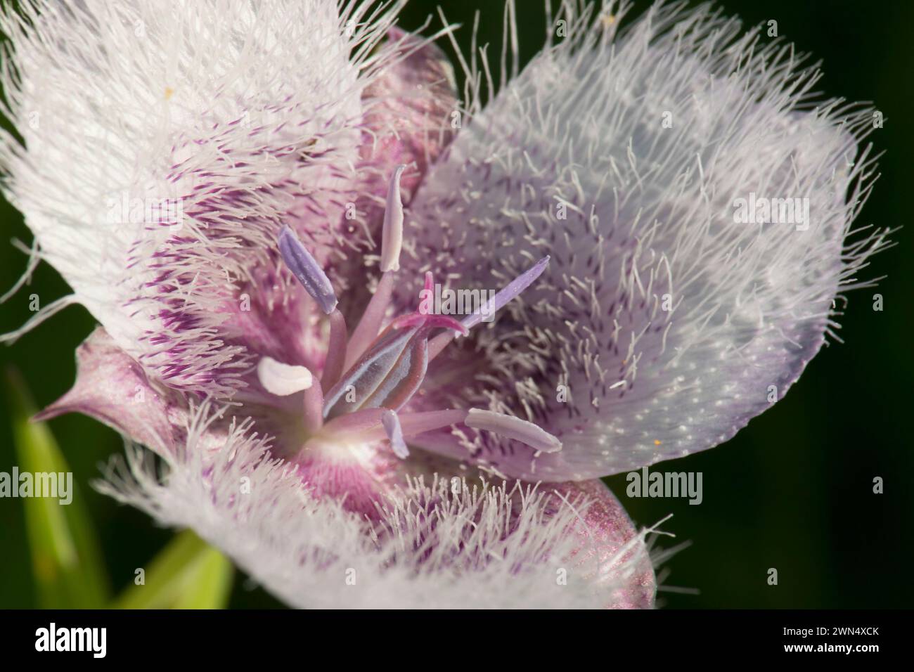Star tulip hi-res stock photography and images - Alamy