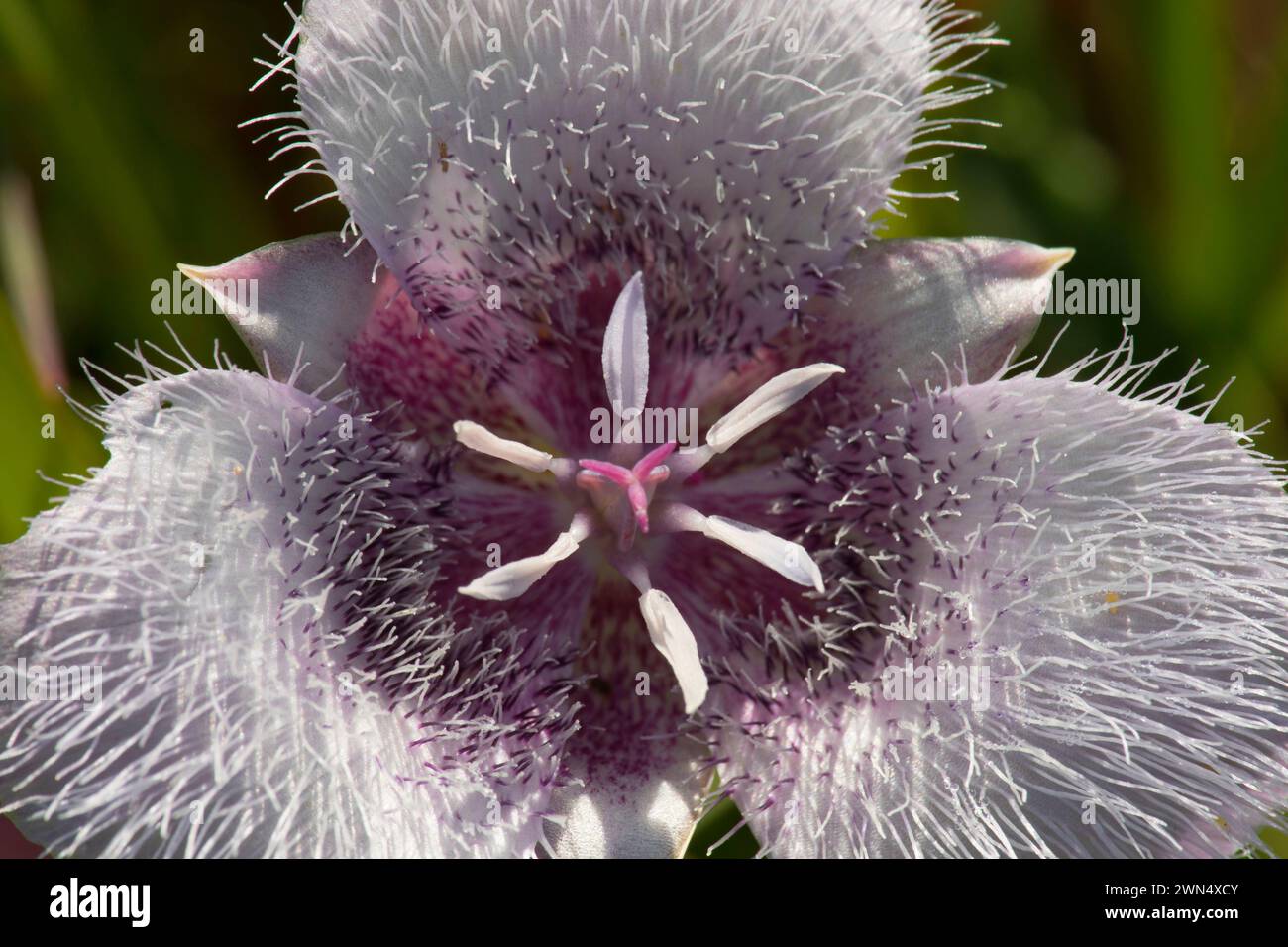 Tolmies star tulip hi-res stock photography and images - Alamy